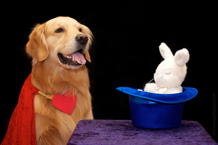 World Animal Day – Magic tricks played on… dogs!